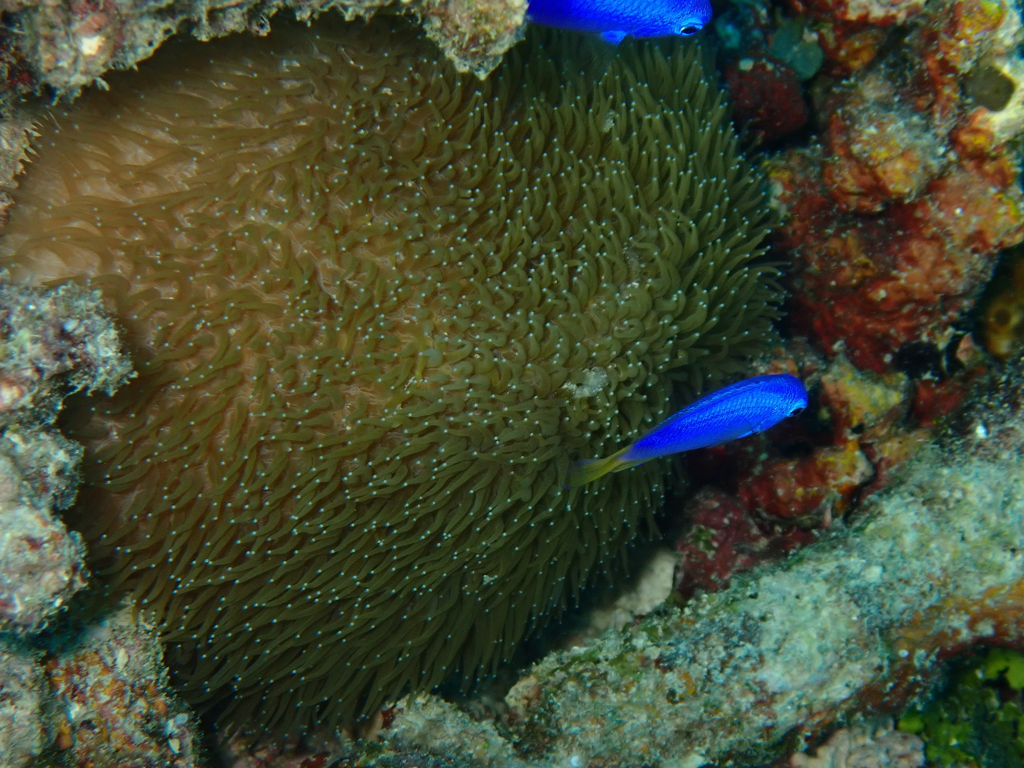 Polyphyllia Blainville, 1830