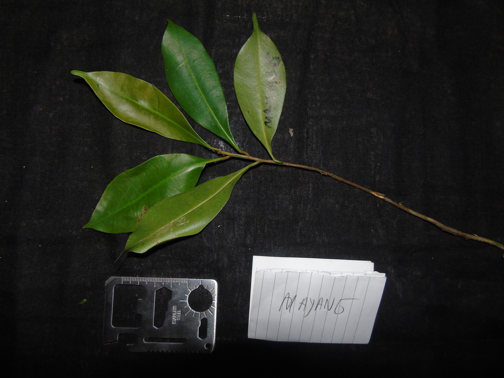 Palaquium rostratum from Kabupaten Simalungun, Sumatera Utara ...