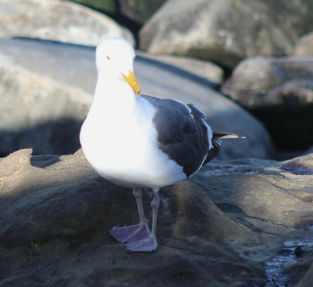 Western Gull from La Jolla, San Diego, CA, USA on February 15, 2023 at ...