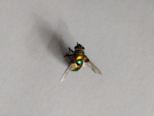 Observations by bbain · iNaturalist