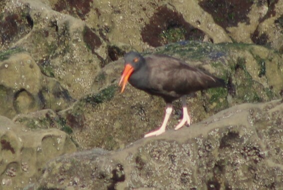 Black Oystercatcher from La Jolla, San Diego, CA, USA on February 15 ...