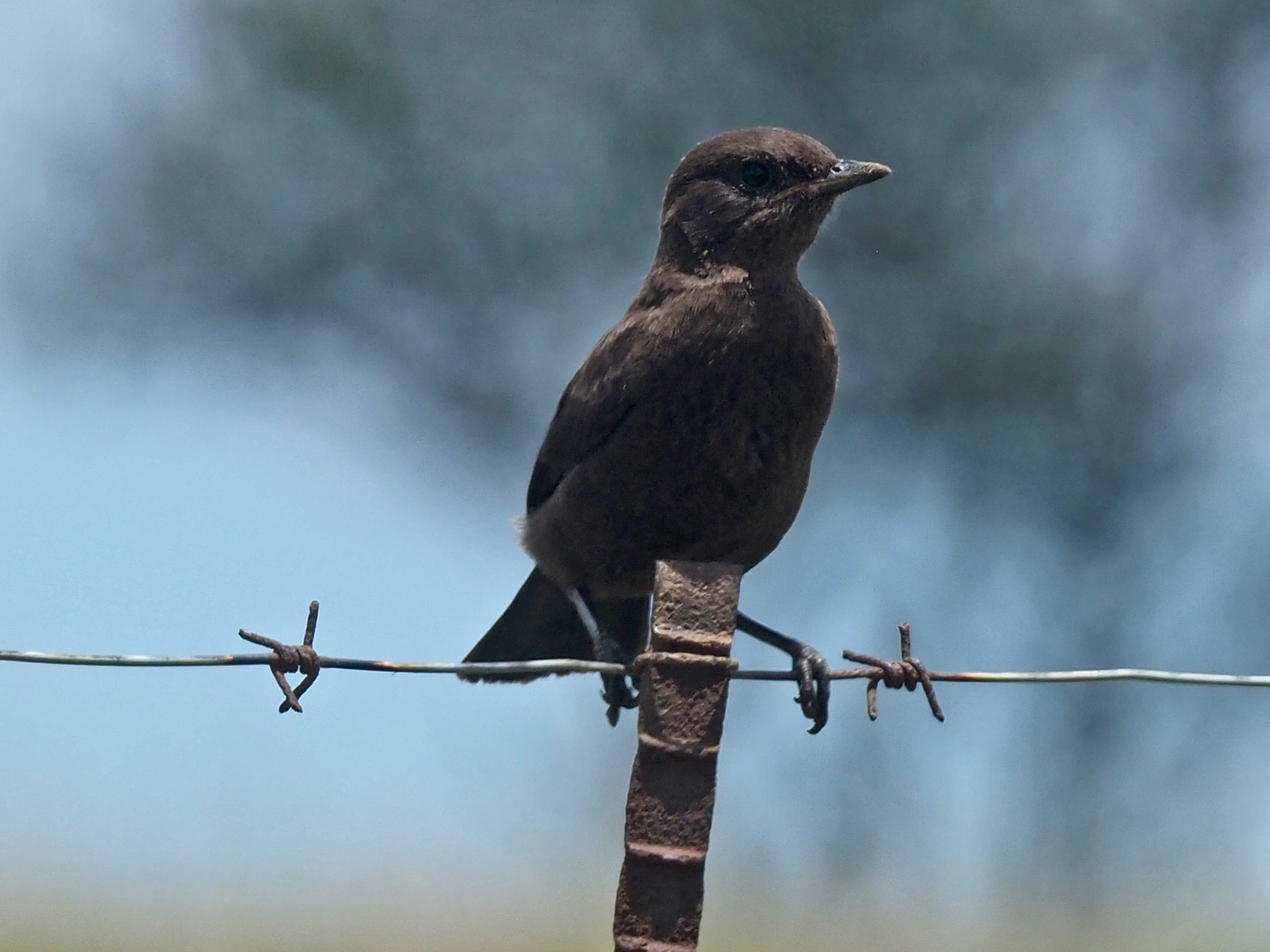 Myrmecocichla formicivora (Wilkes, 1817)