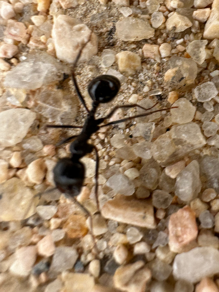 Messor Harvester Ants from Erongo Region, Namibia on January 23, 2023 ...