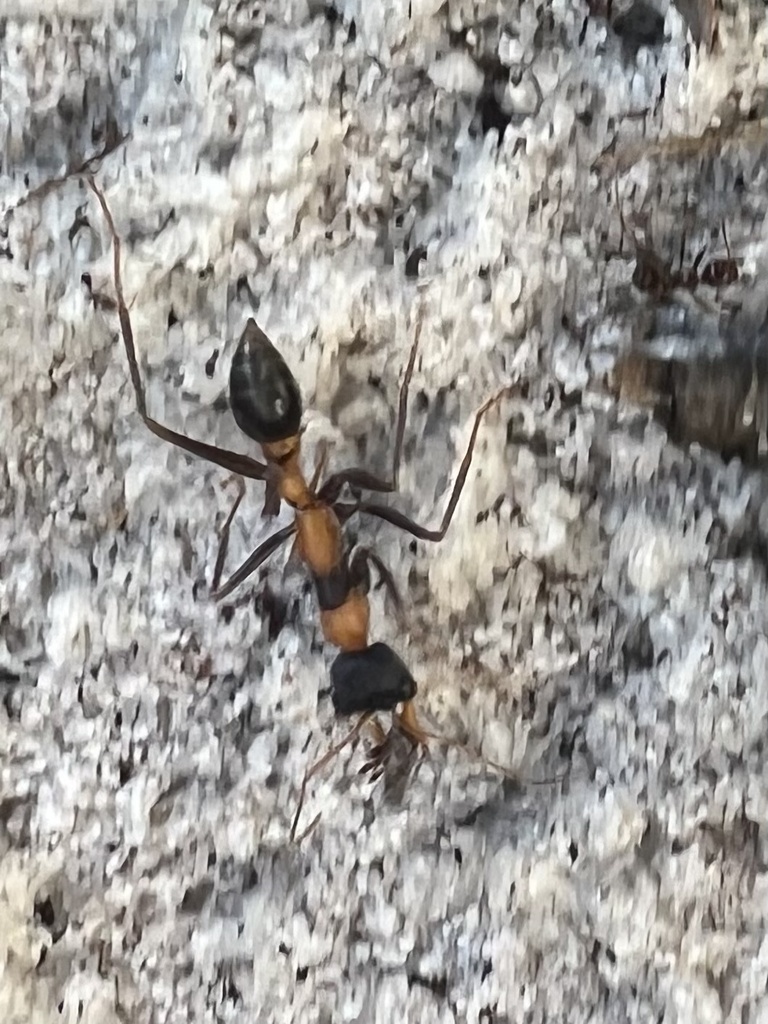 Jumping Jack Ant from K’gari (Fraser Island) Recreation Area, Eurong ...