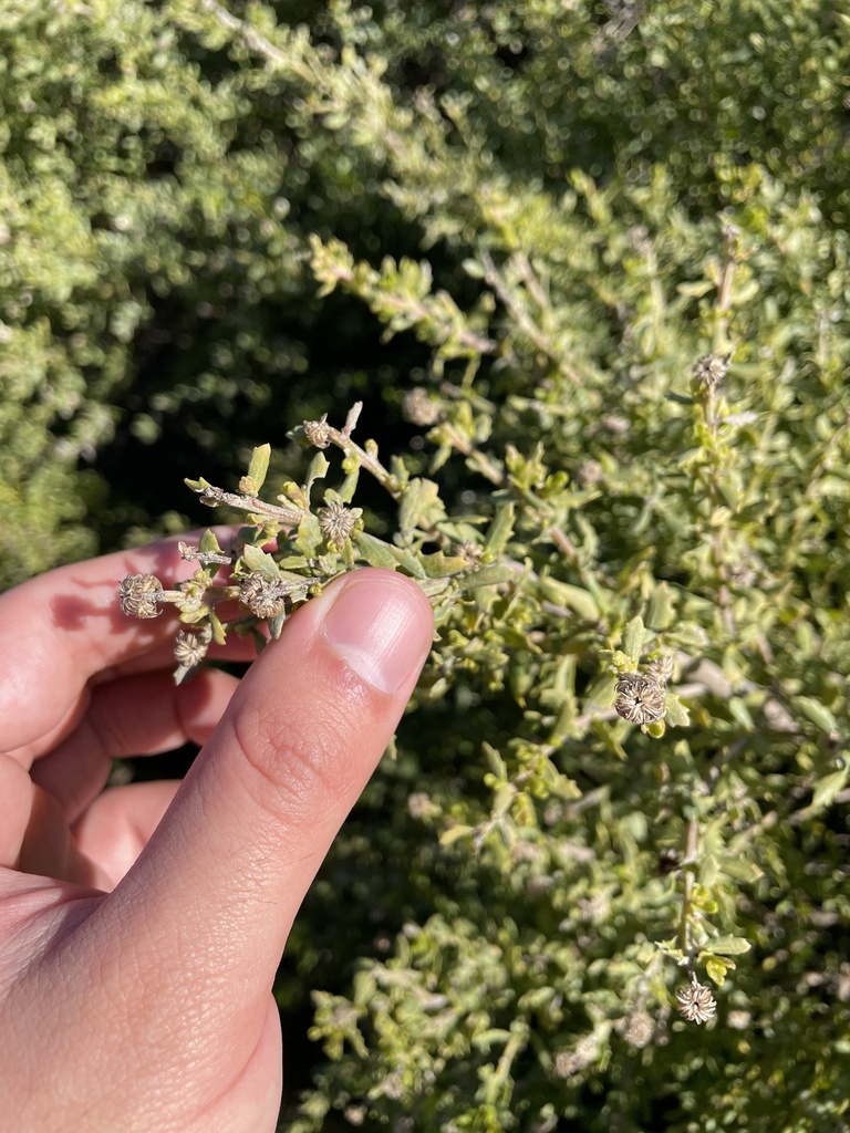 Chaparral Coyote Brush from Fort Ord National Monument, Salinas, CA, US ...