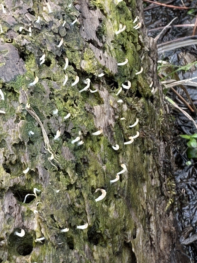 White green-algae coral from Snow Hill, MD, US on February 15, 2023 at ...