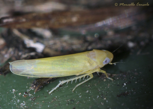 Genus Edwardsiana · iNaturalist