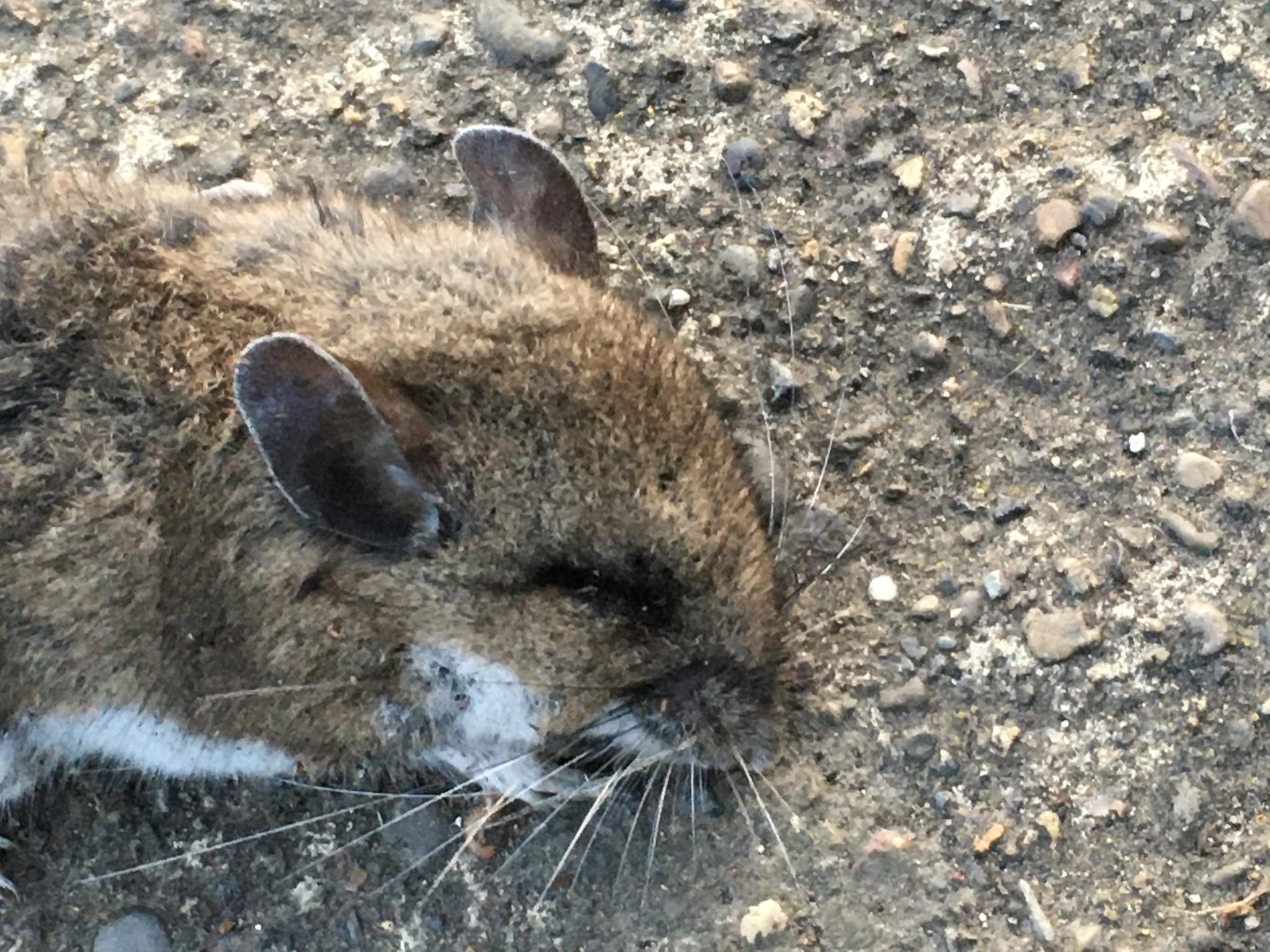 Peromyscus maniculatus (Wagner, 1845)