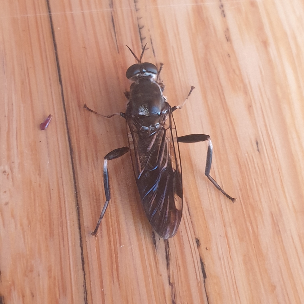 Garden soldier fly from Forrest VIC 3236, Australia on February 17 ...