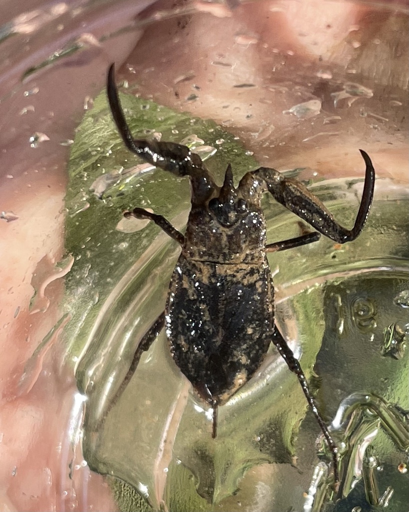 Nepa hoffmanni in September 2021 by eggseries · iNaturalist