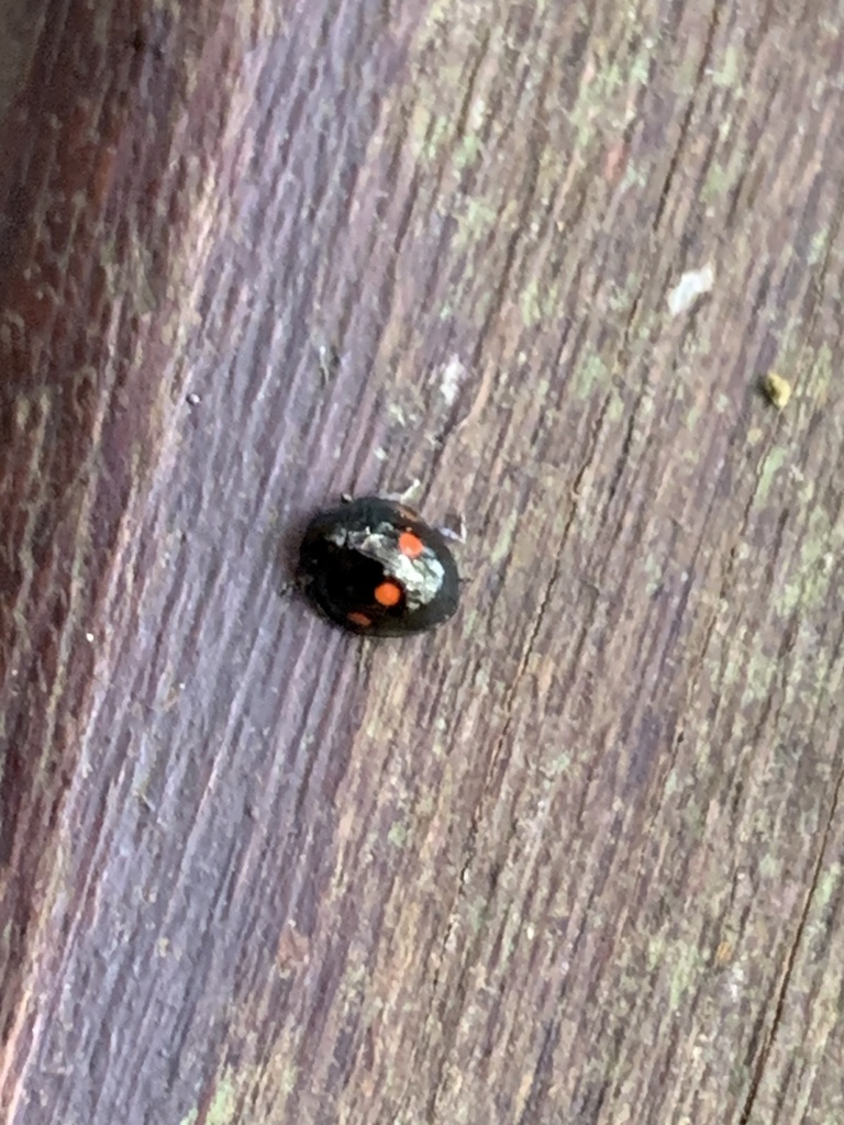 Chilocorus alishanus from 雪霸國家公園, 泰安鄉, TW on February 17, 2023 at 03:21 ...
