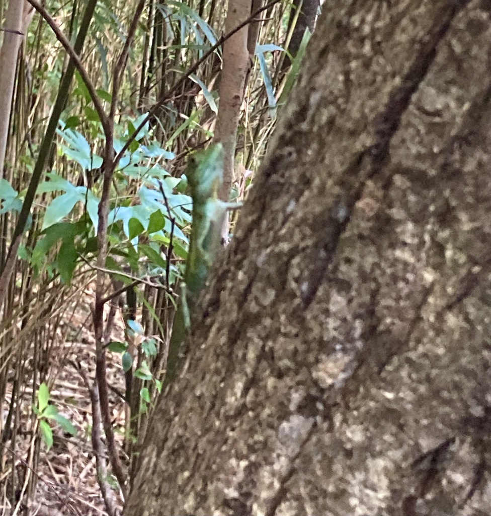 Diploderma polygonatum polygonatum in February 2023 by Rick Collins ...