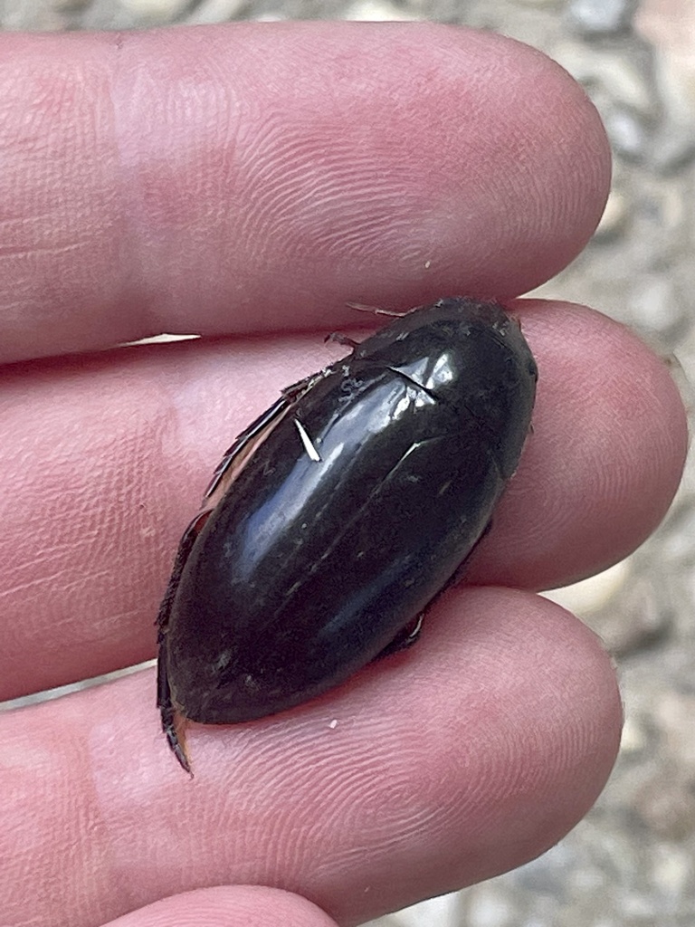 Hydrophilus from Ballarto Rd W, Cranbourne, VIC, AU on February 17 ...