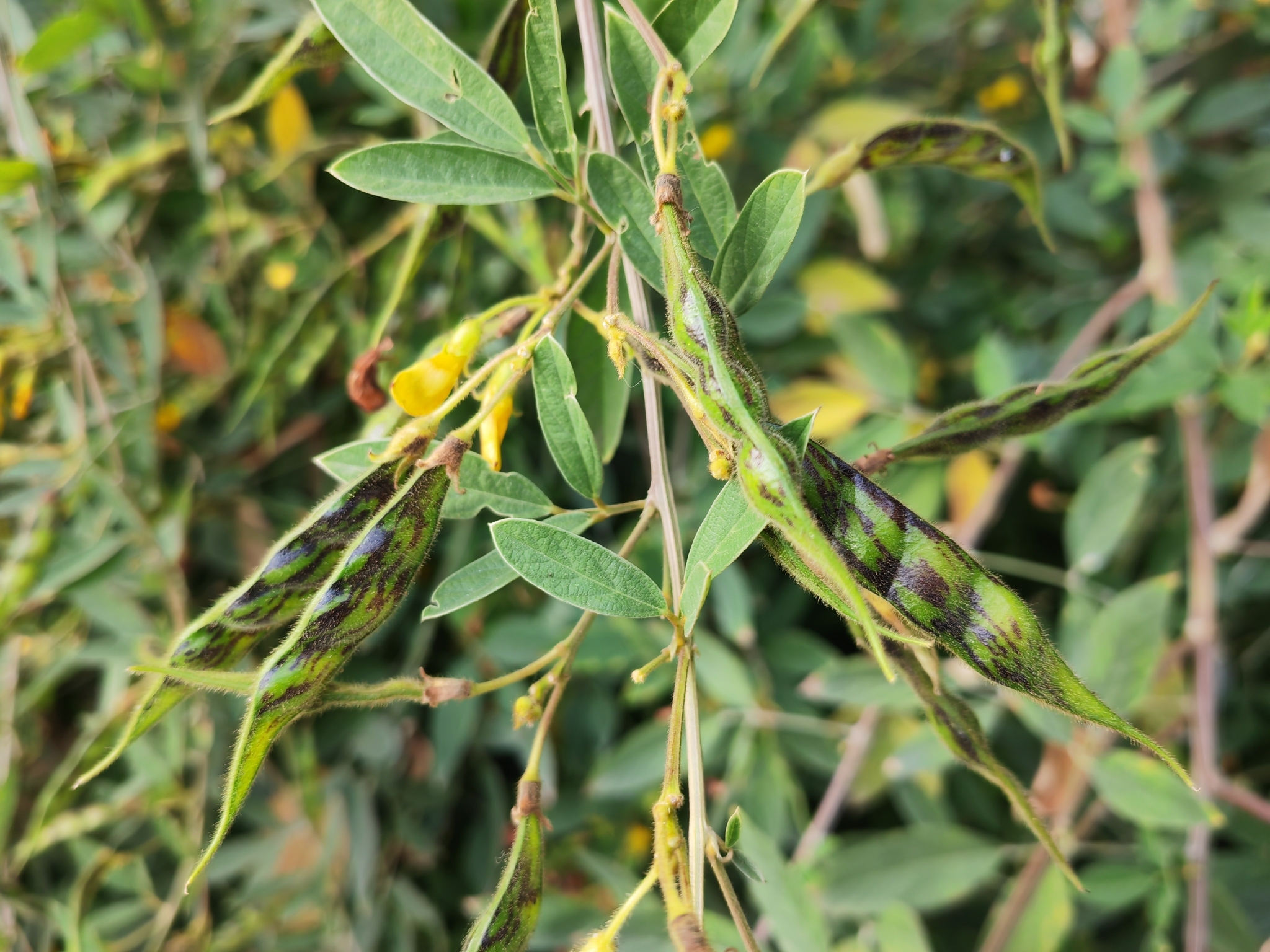 Cajanus cajan (L.) Huth