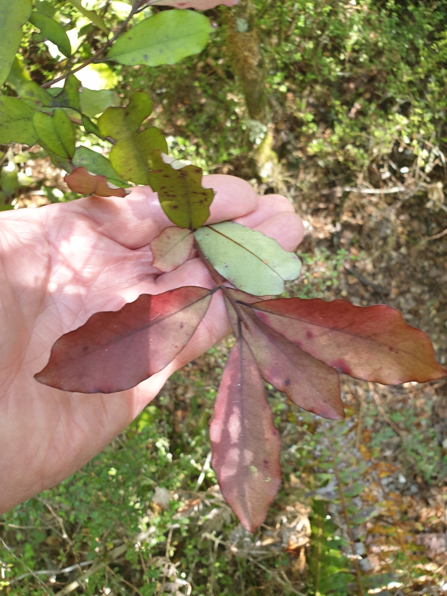 Pseudowintera colorata (Raoul) Dandy