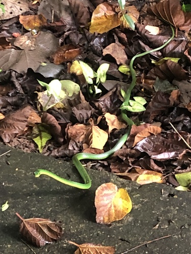 Eastern Green Snake (Philothamnus natalensis) - Snakes and Lizards