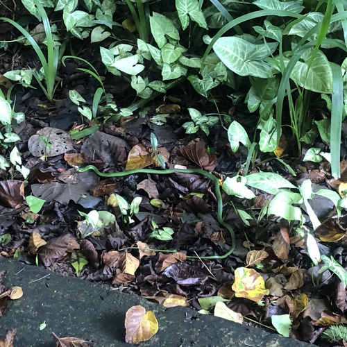 Eastern Green Snake (Philothamnus natalensis) - Snakes and Lizards