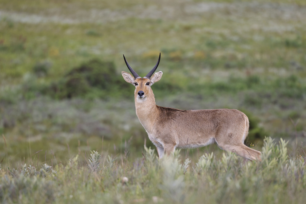 Southern Reedbuck