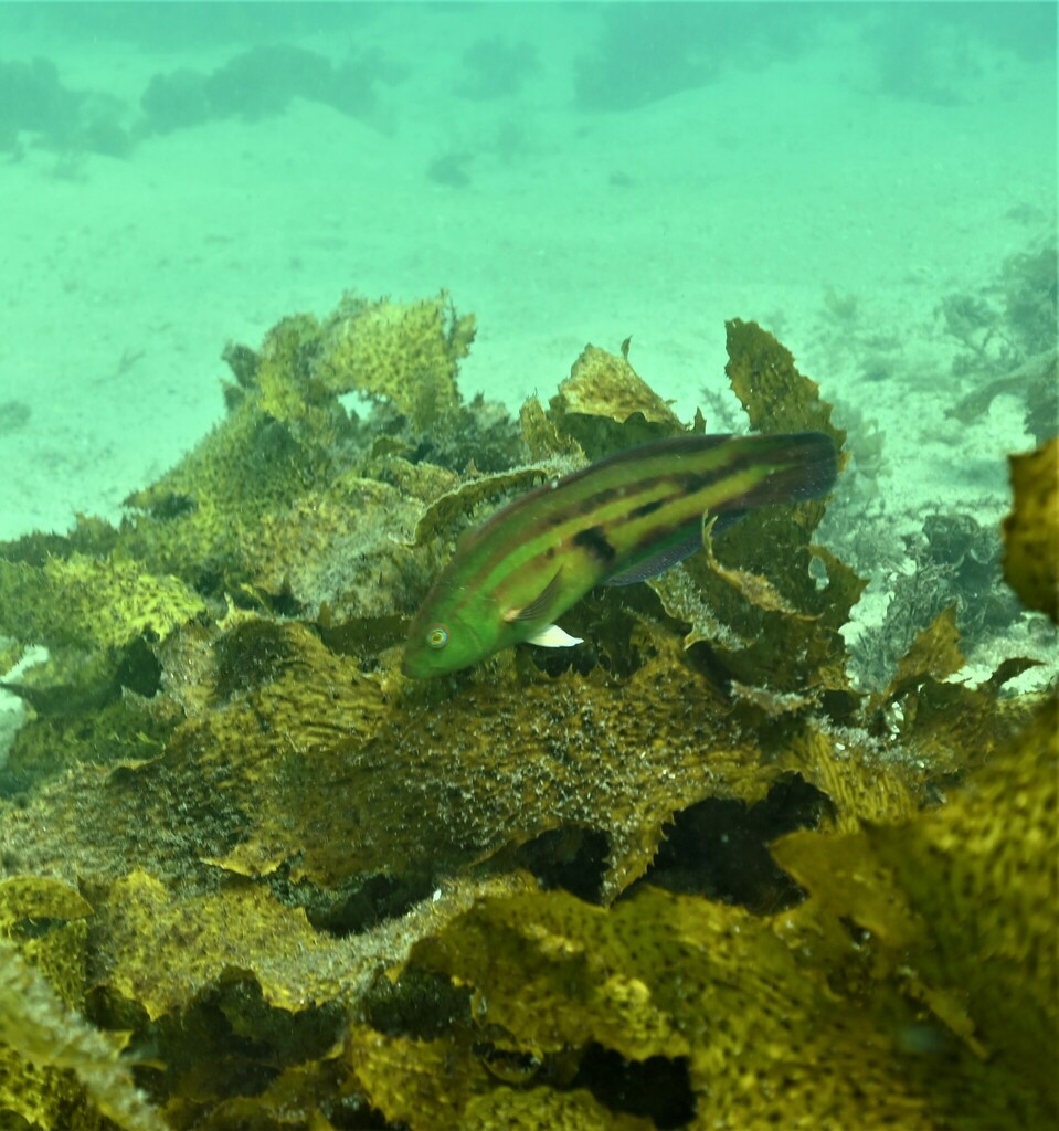 Senator Wrasse from Sydney NSW, Australia on February 17, 2023 at 12:12 ...
