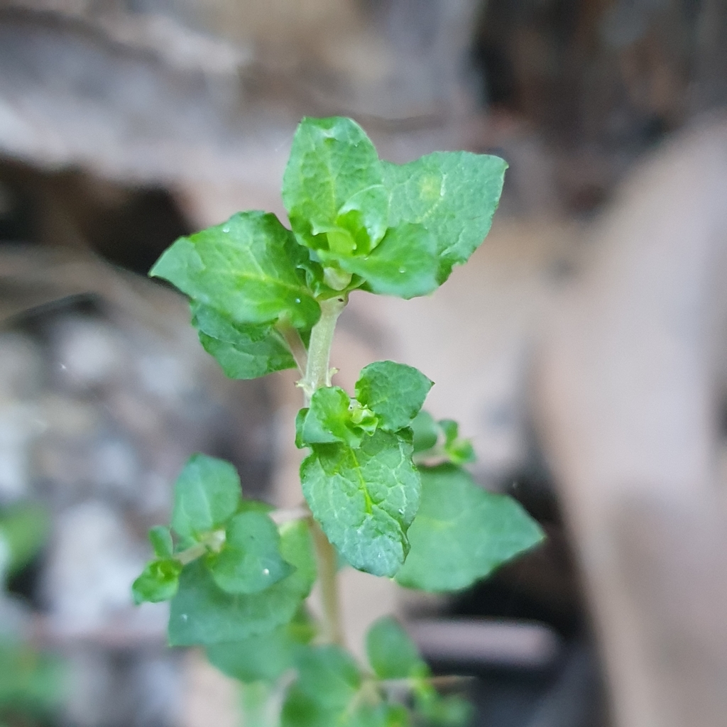 Prickly Currant-Bush from Forrest VIC 3236, Australia on February 17 ...