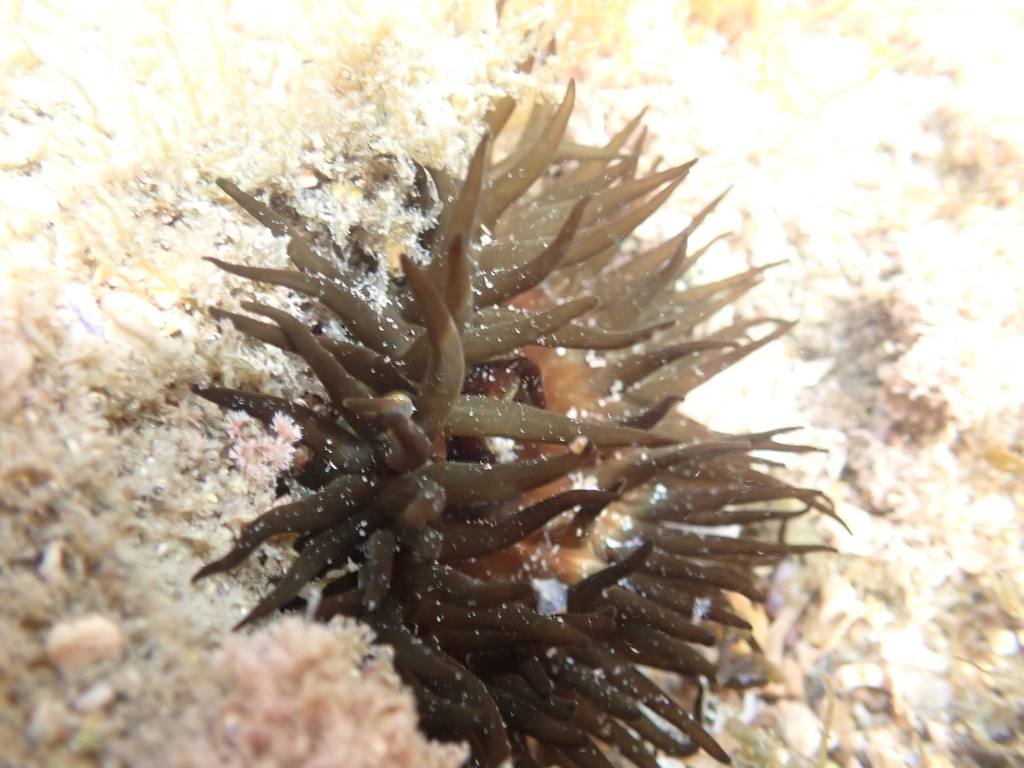 Green snakelock anemone from Sunshine Coast QLD, Australia on February ...