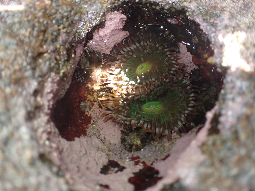 Colonial Anemone from Sunshine Coast QLD, Australia on February 17 ...