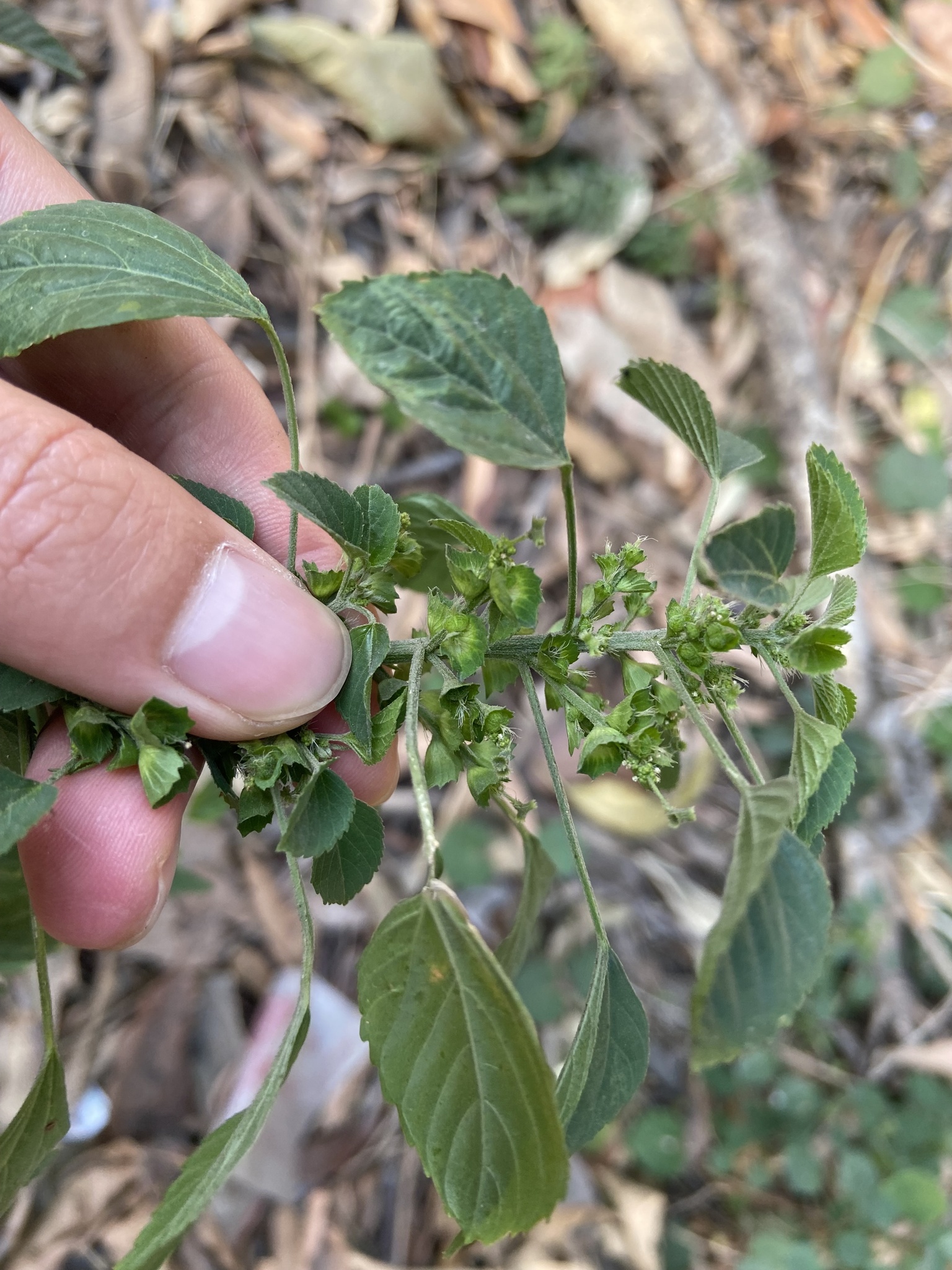 Acalypha indica L.