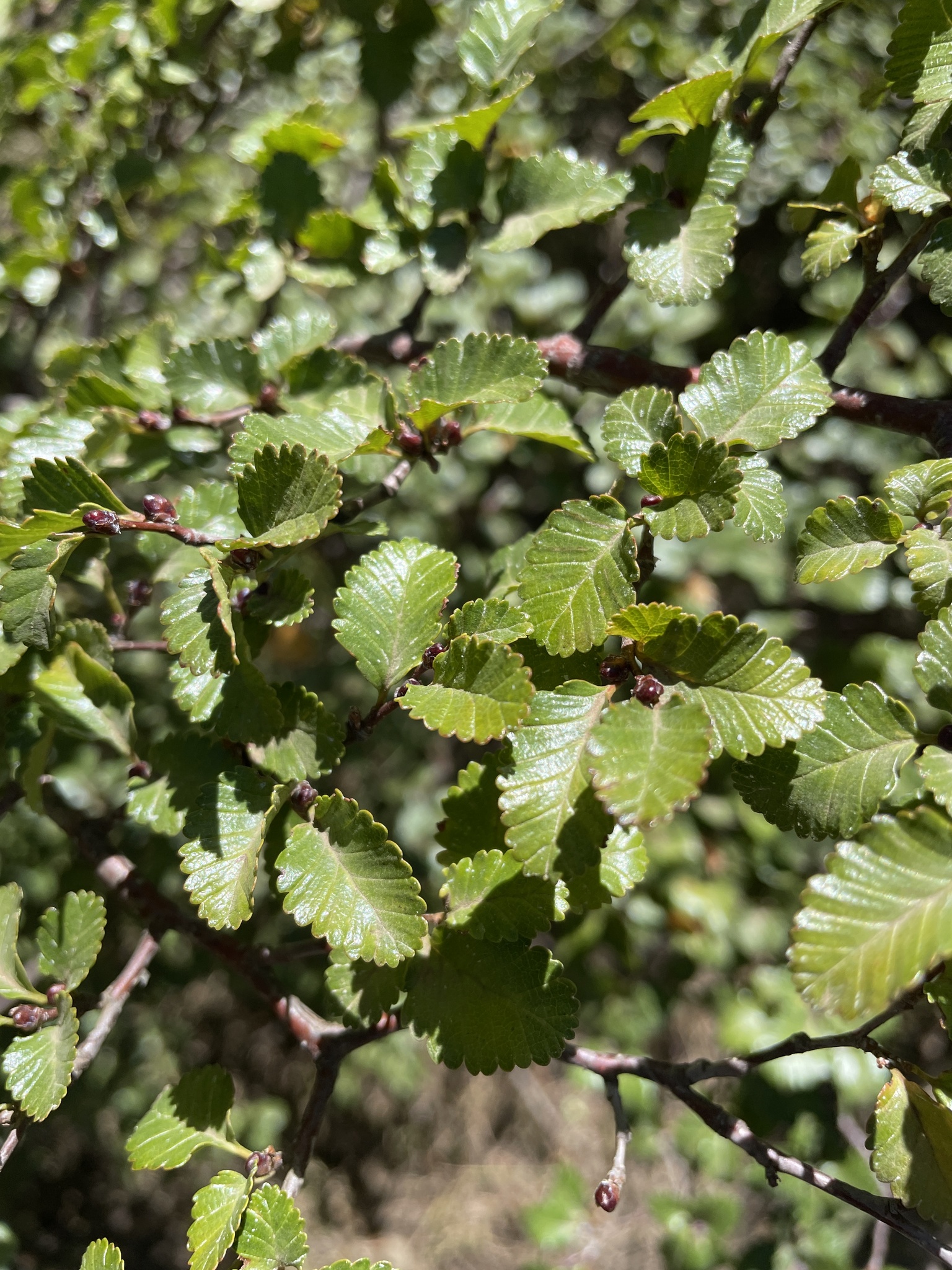 Nothofagus pumilio (Poepp. & Endl.) Krasser