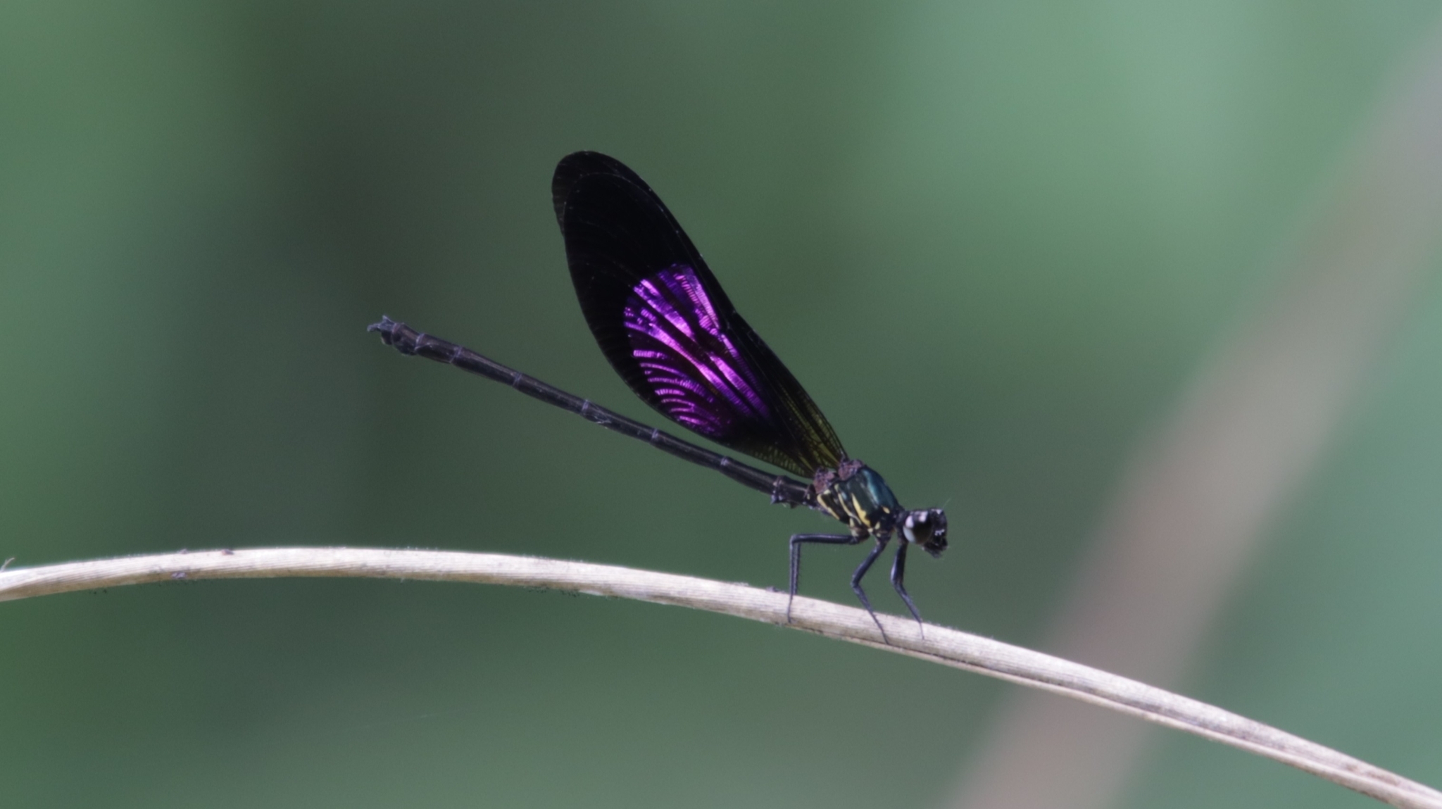 Euphaea variegata Rambur, 1842