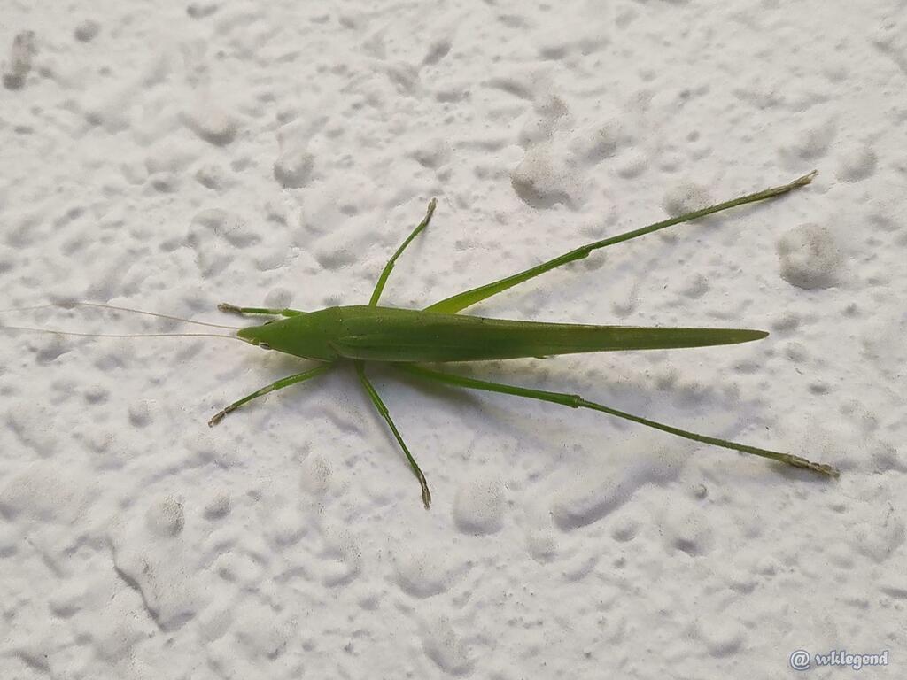 Irritating Grasshopper from 香港 on February 17, 2023 at 11:26 AM by ...