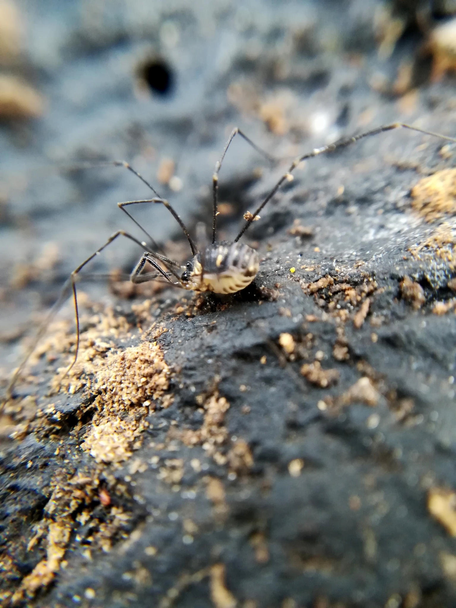 Nemastomatidae