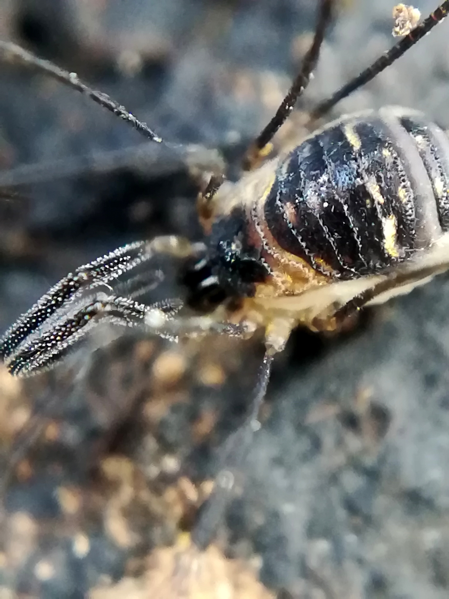 Nemastomatidae