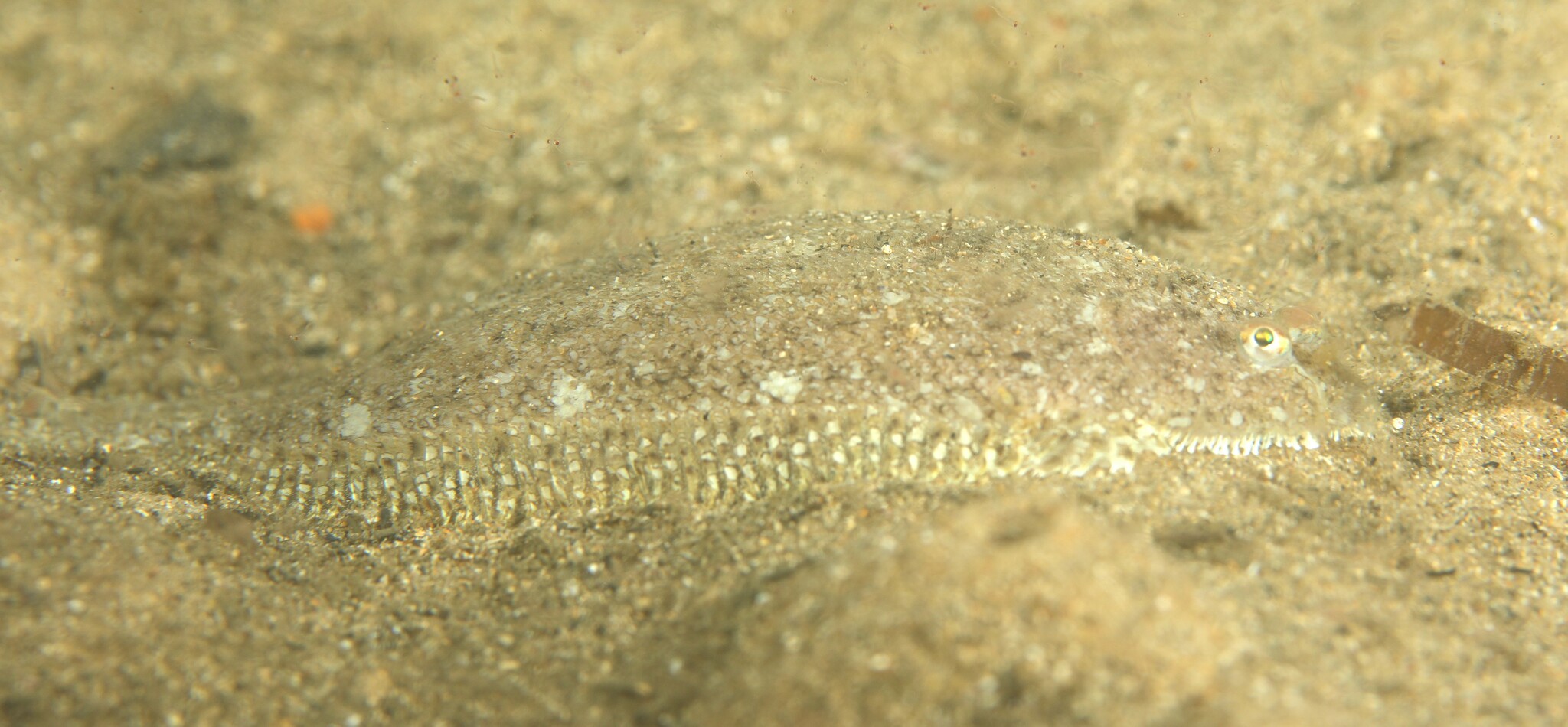 Aseraggodes Kaup, 1858