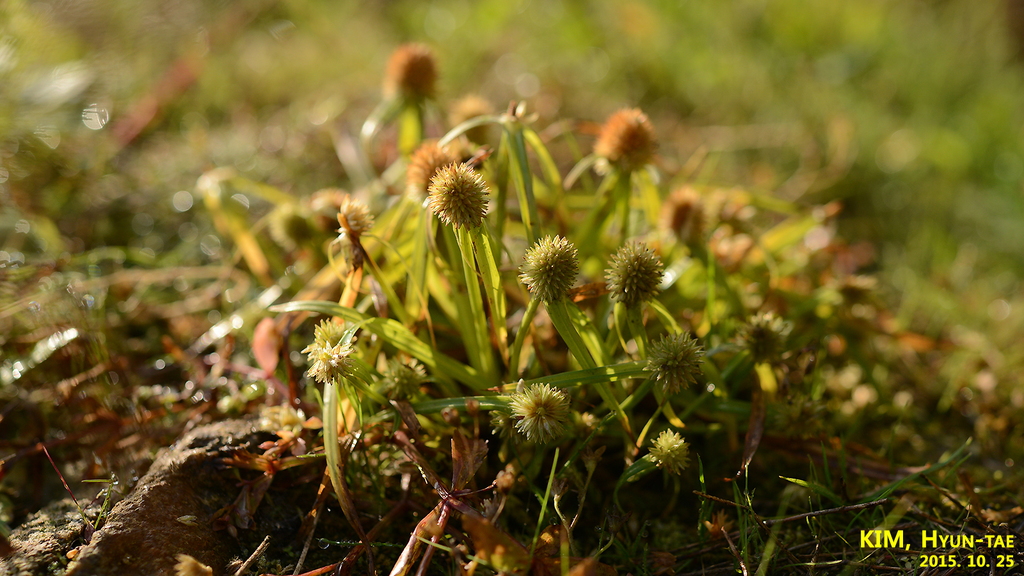 Shortleaf Spikesedge (Cyperus brevifolius) - Botanical Realm