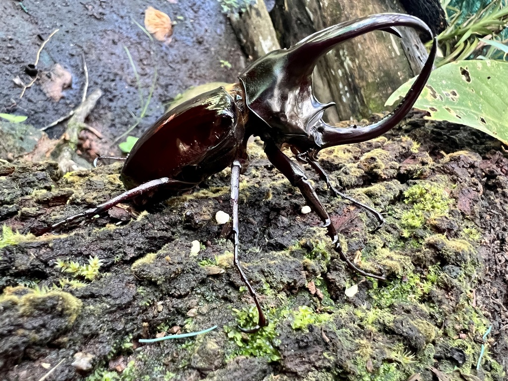 Moellenkampi Beetle from Borneo, Keningau, Sabah, MY on January 22 ...
