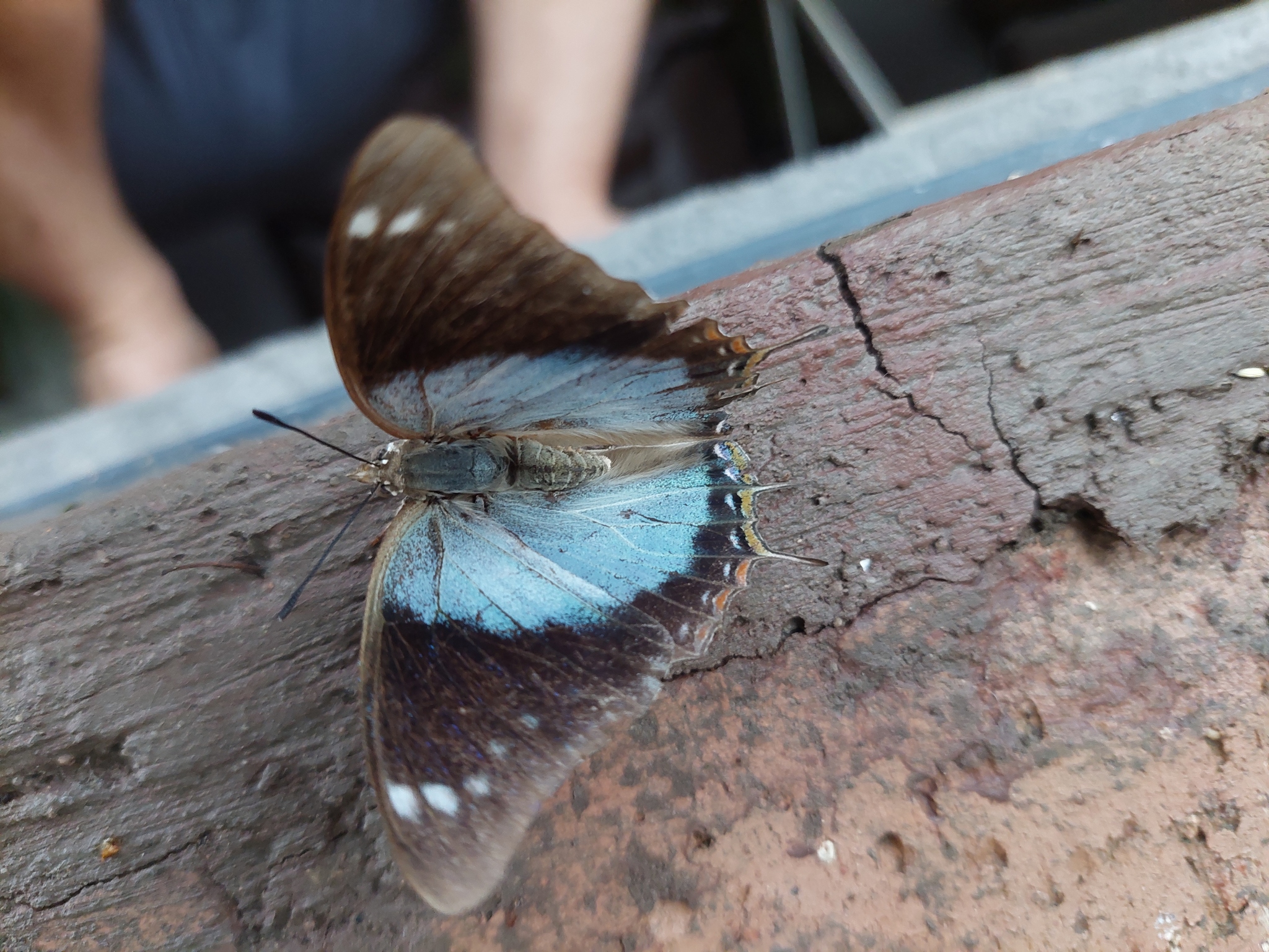 Charaxes viola Butler, 1865
