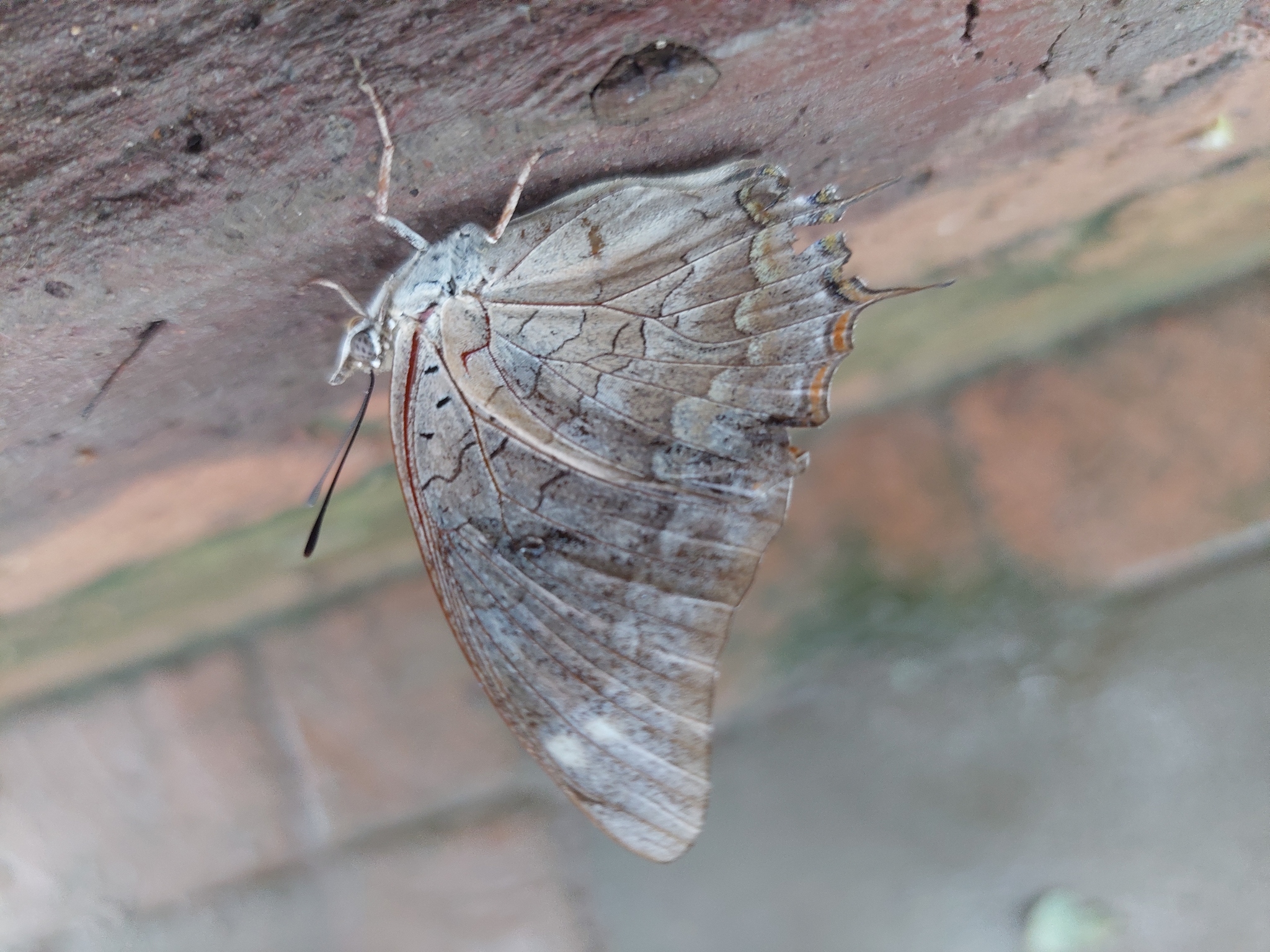 Charaxes viola Butler, 1865