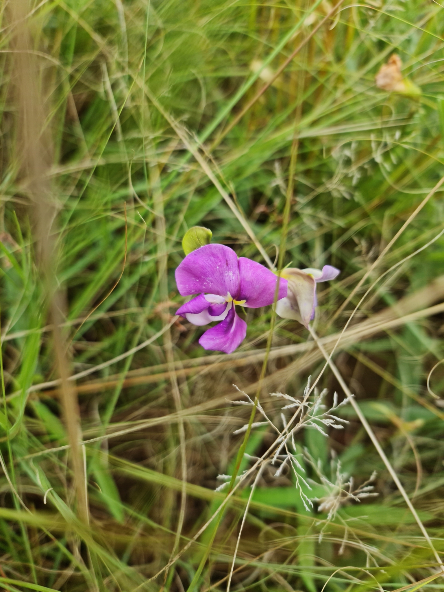 Vigna vexillata (L.) A.Rich.