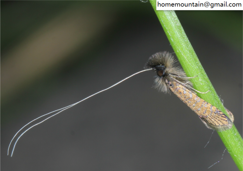 Nemophora raddei in May 2022 by Homemountain/Shan Gui · iNaturalist