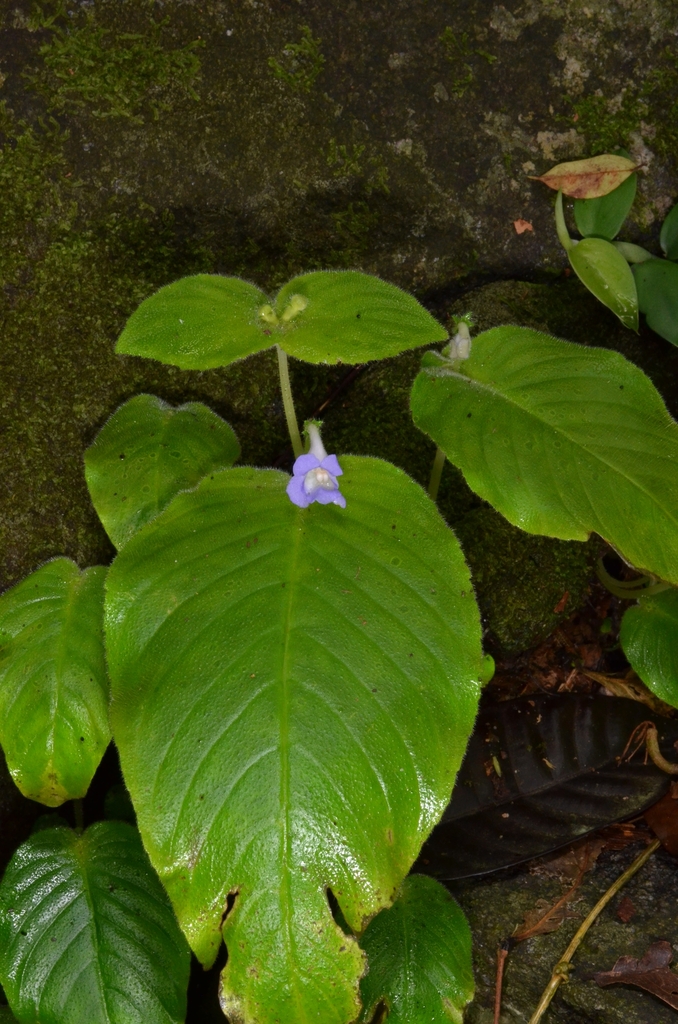 Microchirita from Sơn Trà, Đà Nẵng, Vietnam on February 17, 2023 at 11: ...
