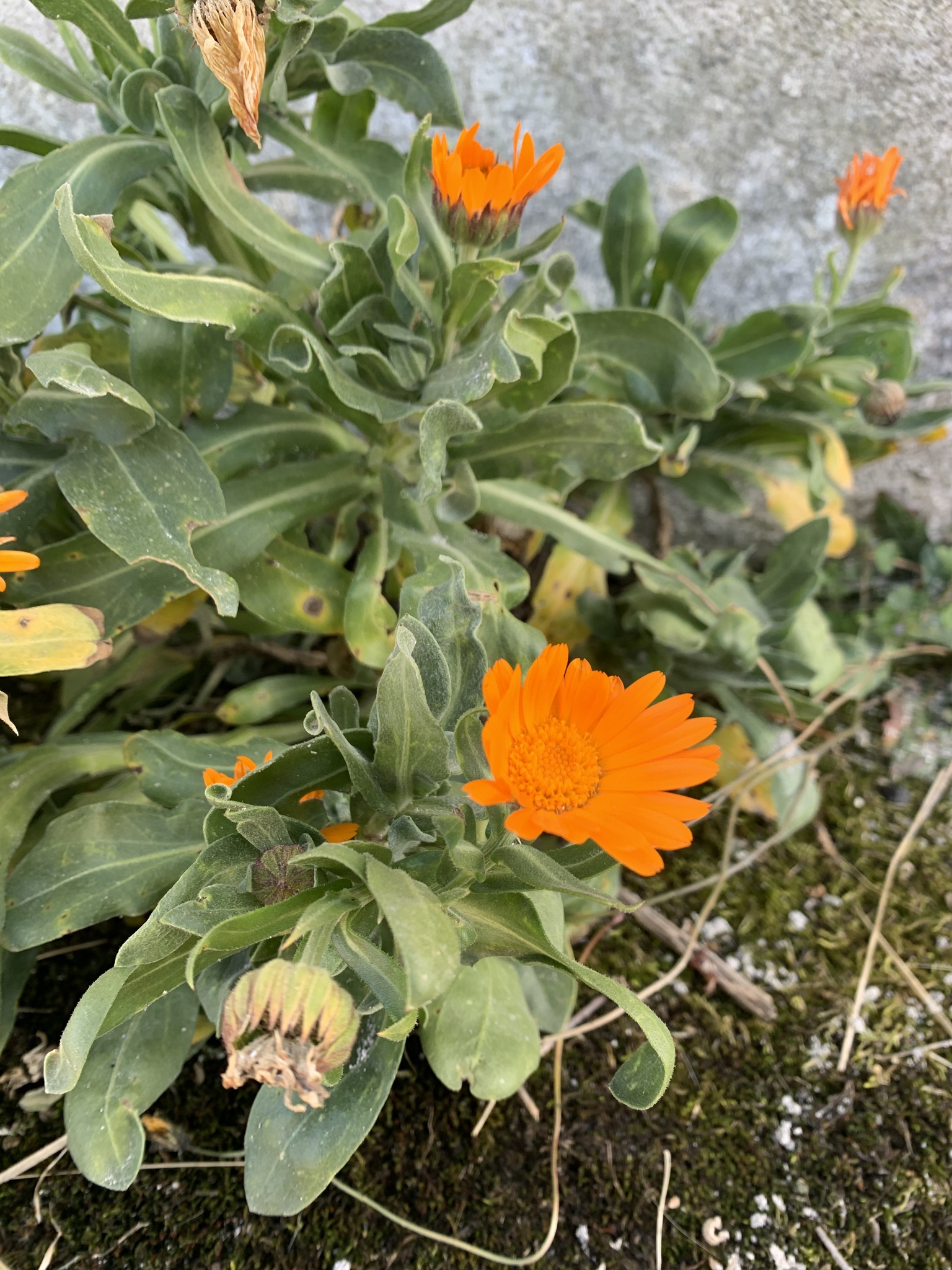 Calendula officinalis L.