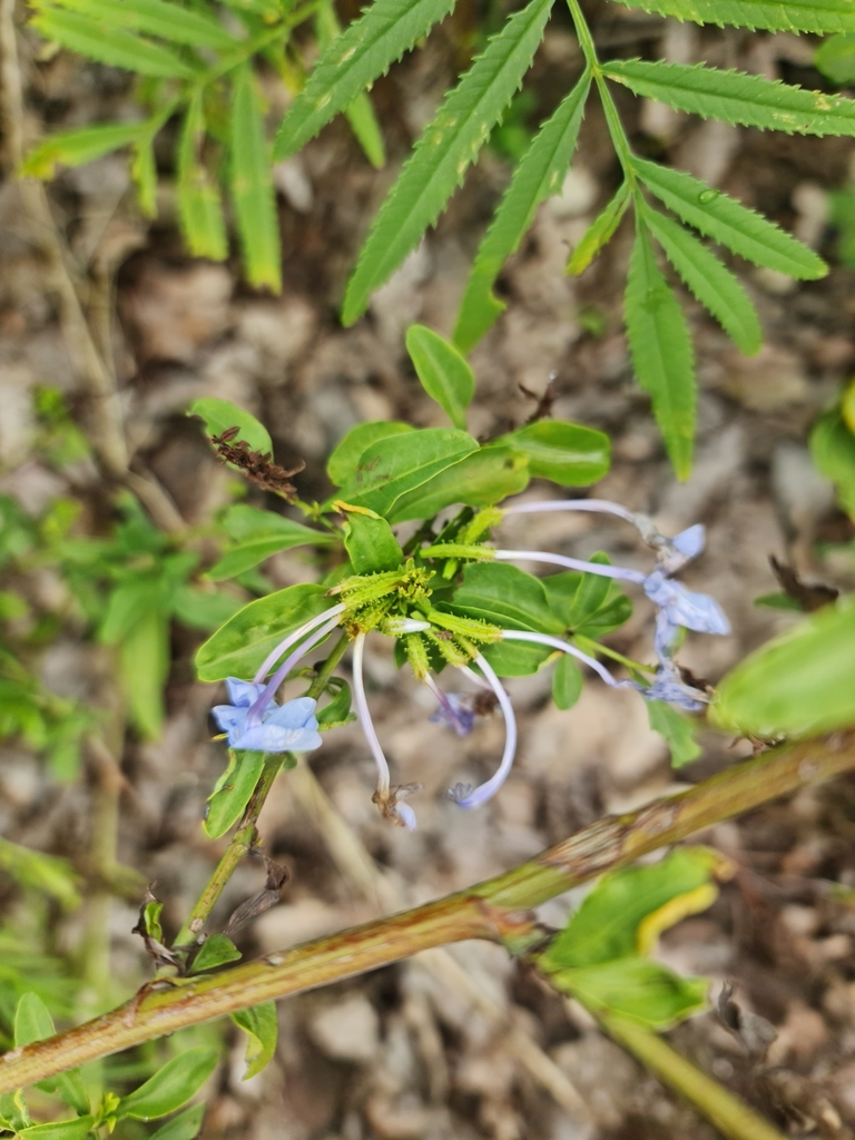 blue plumbago from Merafong City Local Municipality, South Africa on ...