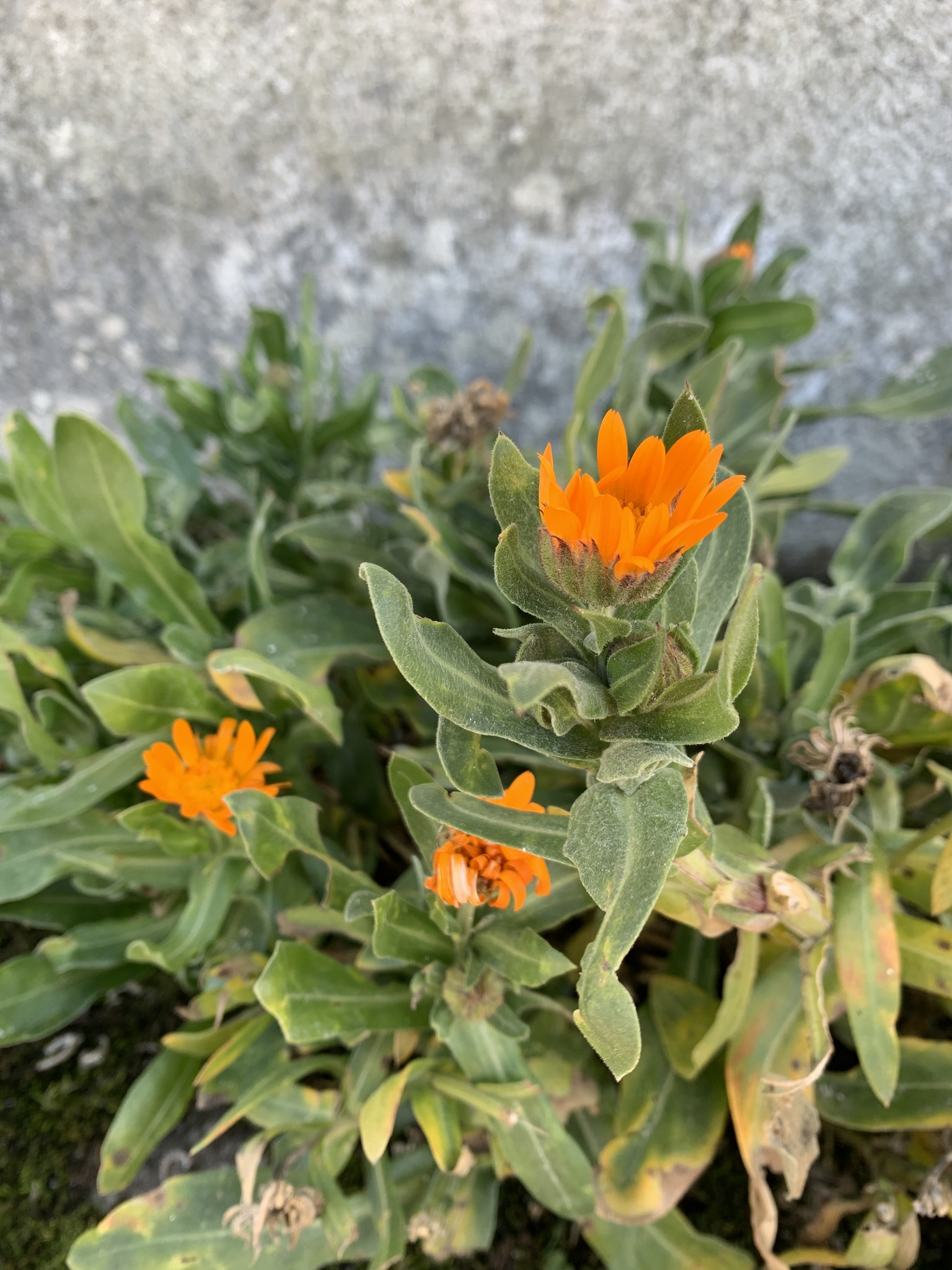 Calendula officinalis L.