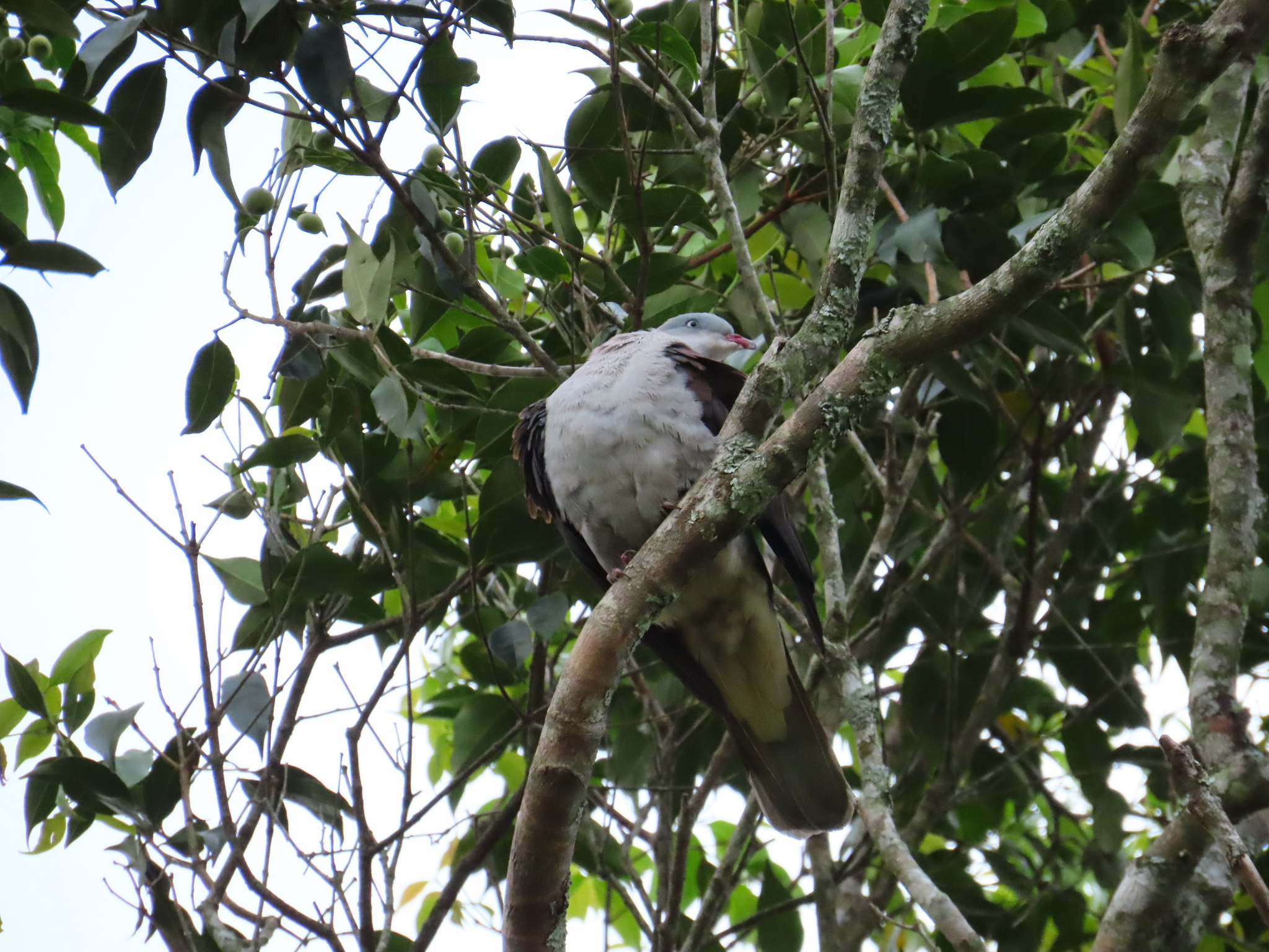 Ducula badia (Raffles, 1822)