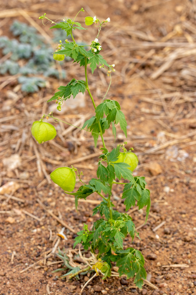 Lesser Balloon Vine from Pak Nam Pho Sub-district, Mueang Nakhon Sawan ...
