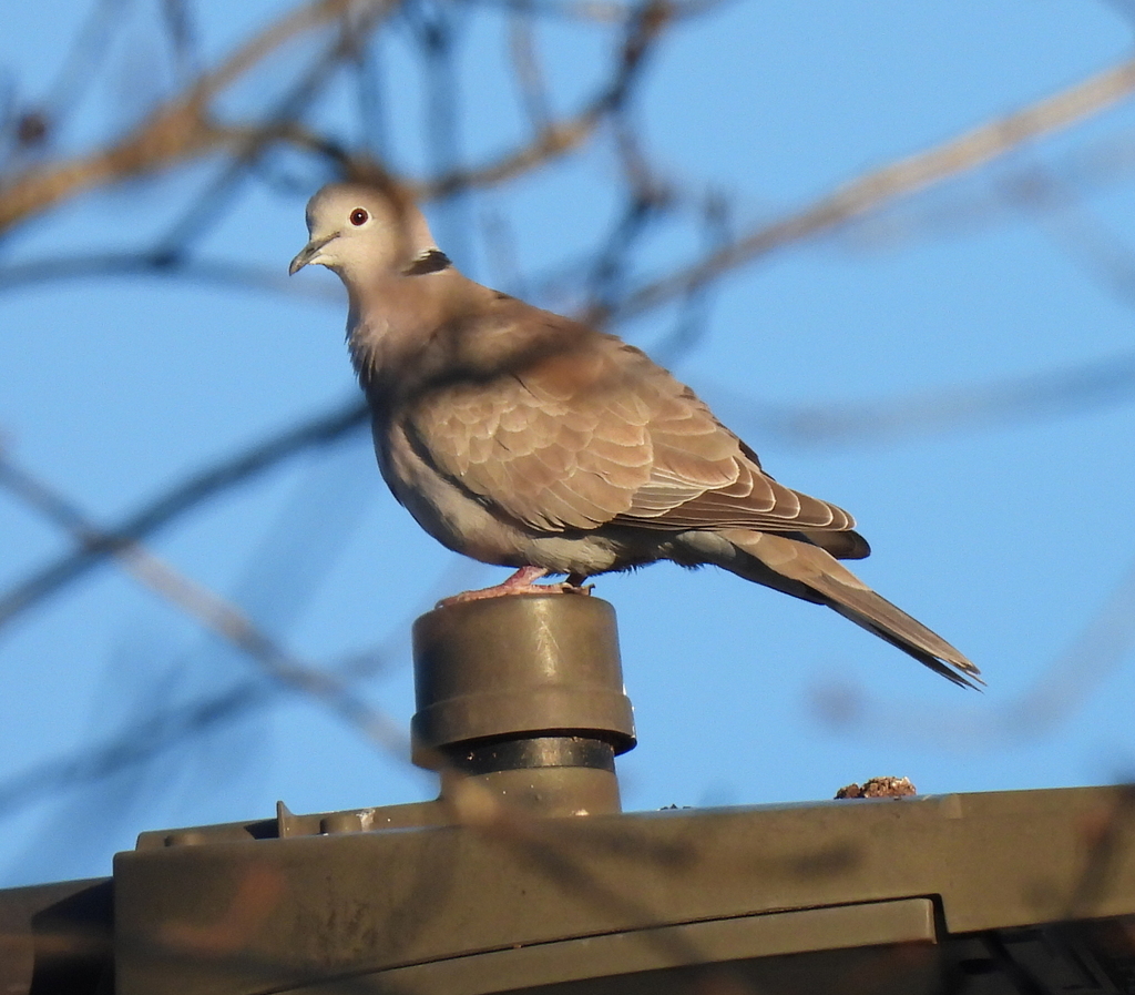 Eurasian Collared-Dove from Statesboro, GA, USA on February 14, 2023 at ...