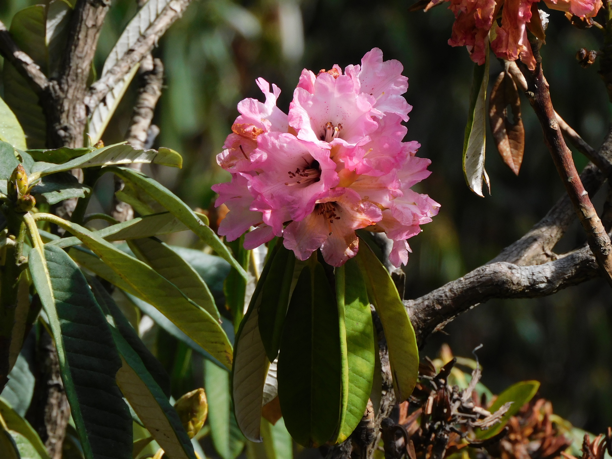 Rhododendron arboreum Sm.