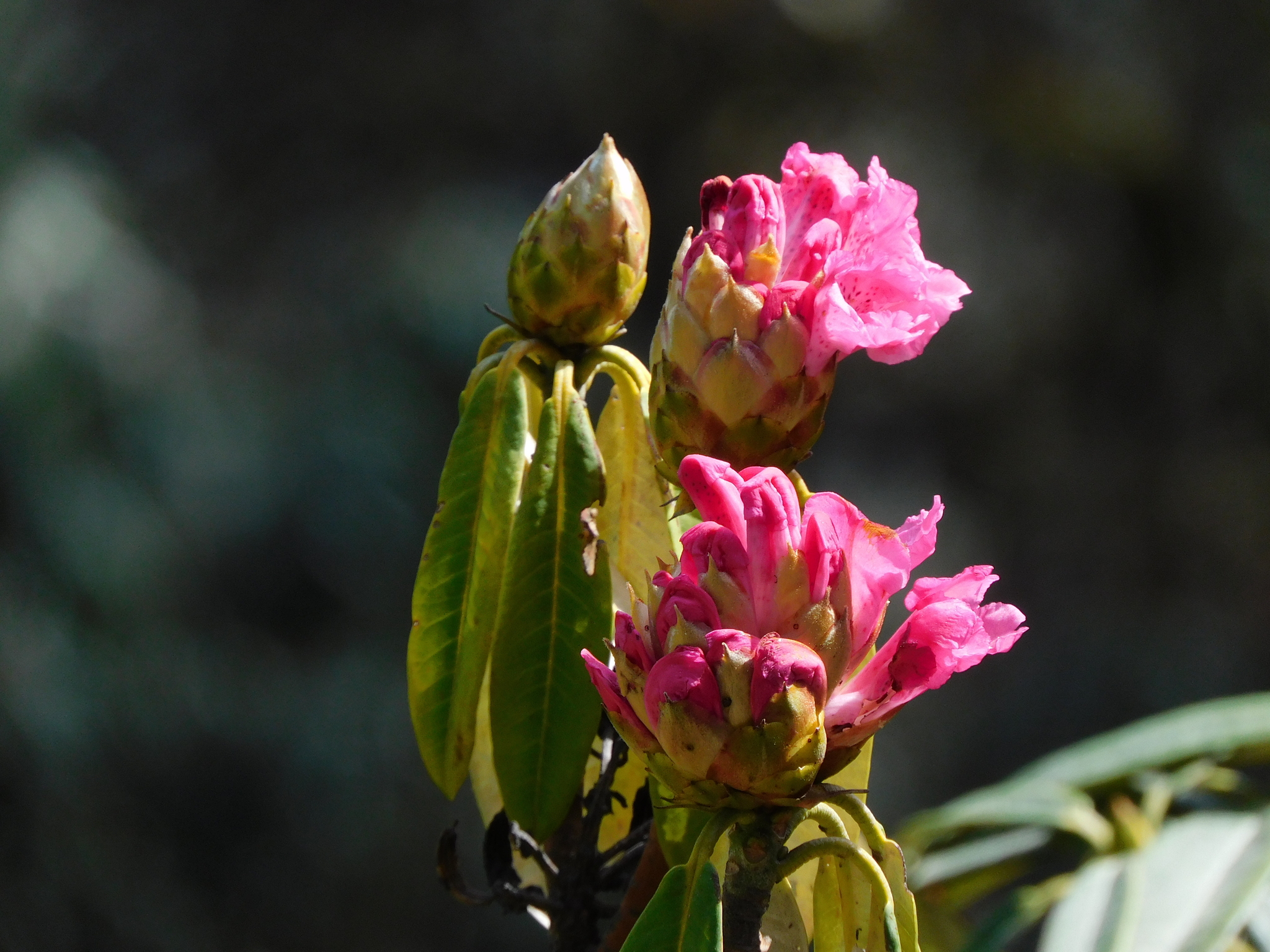 Rhododendron arboreum Sm.