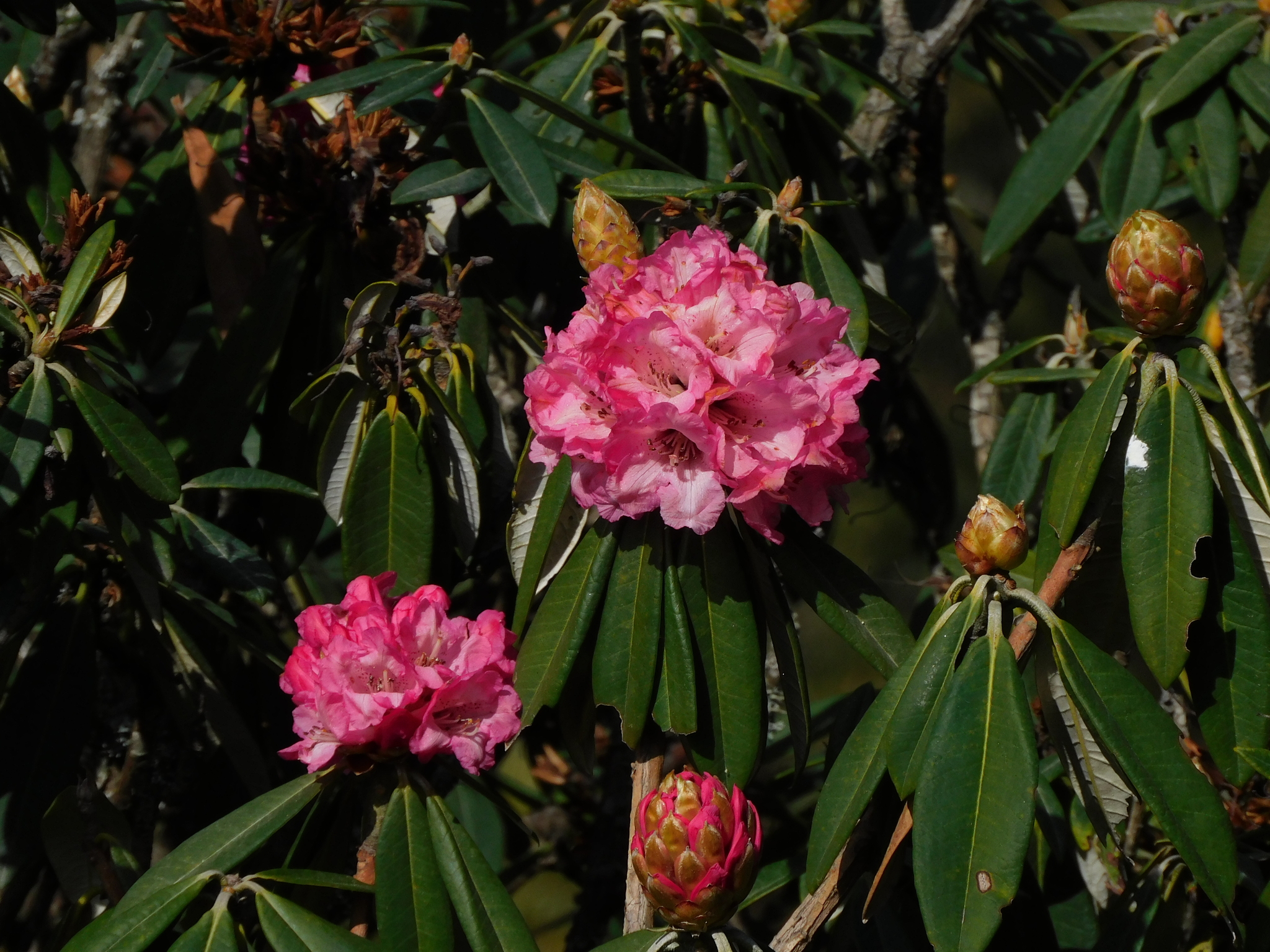 Rhododendron arboreum Sm.