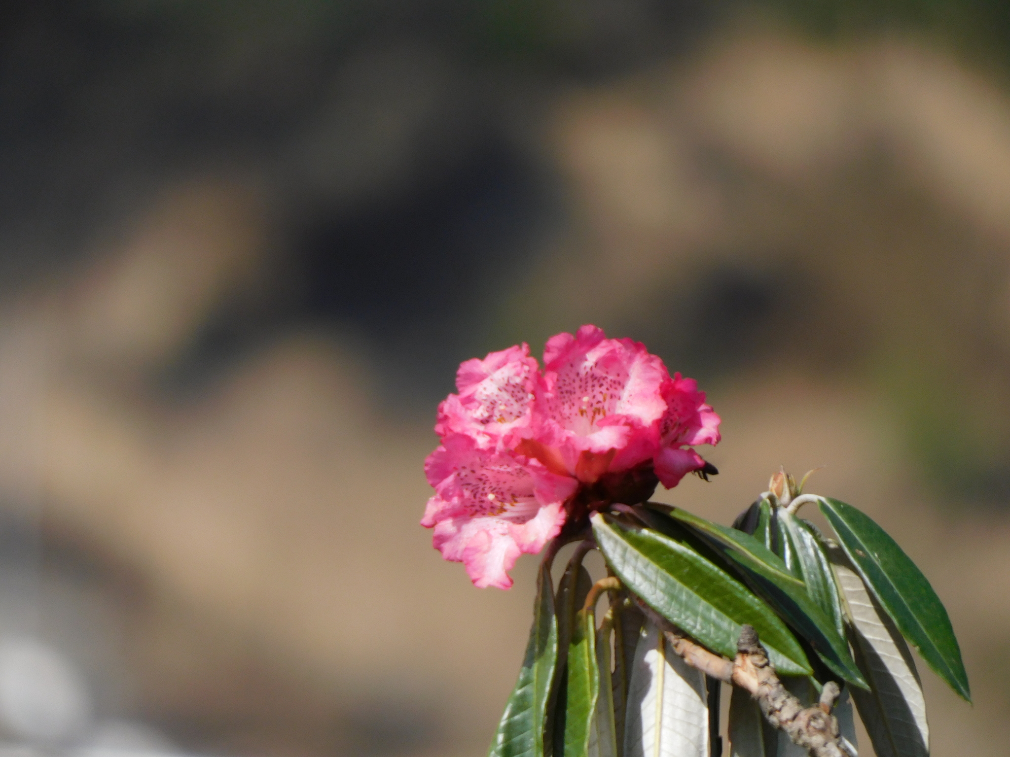 Rhododendron arboreum Sm.